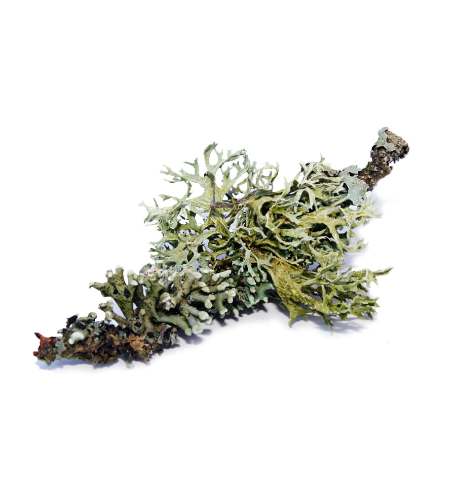 Essential Oils That Can Kill Nits And Lice - NZ Candle Supplies