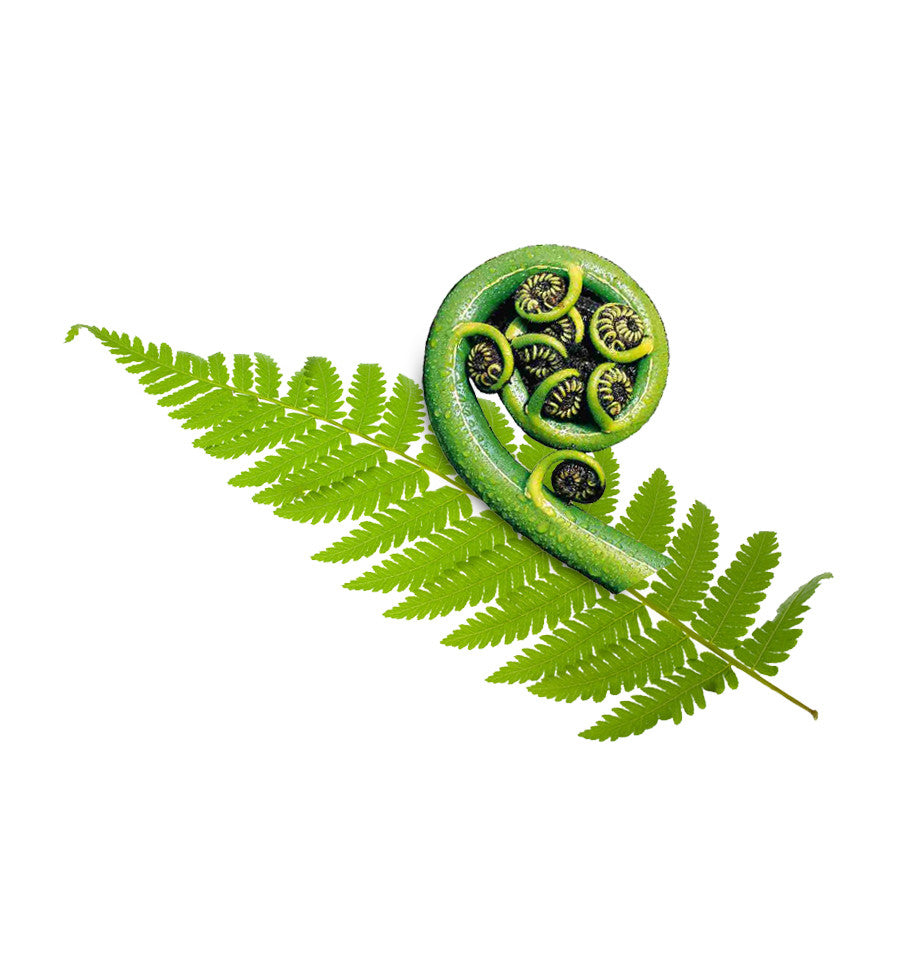 The Koru. N.z Fern Fragrance Oil. Kiwiana Fragrance Collection