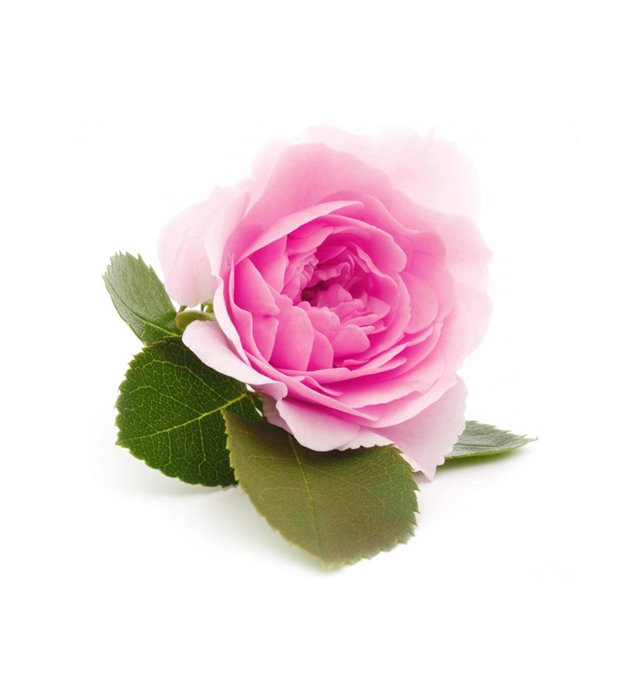 Damask Rose- Queen of the Roses Candle Fragrance Oil